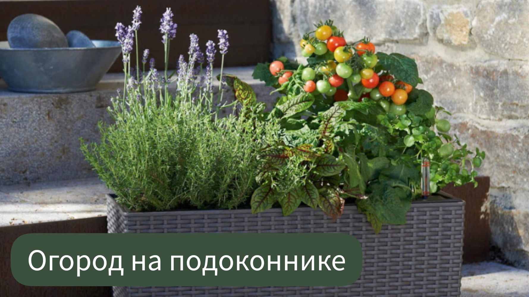Рассада цветов и овощных культур ТХ Закировых