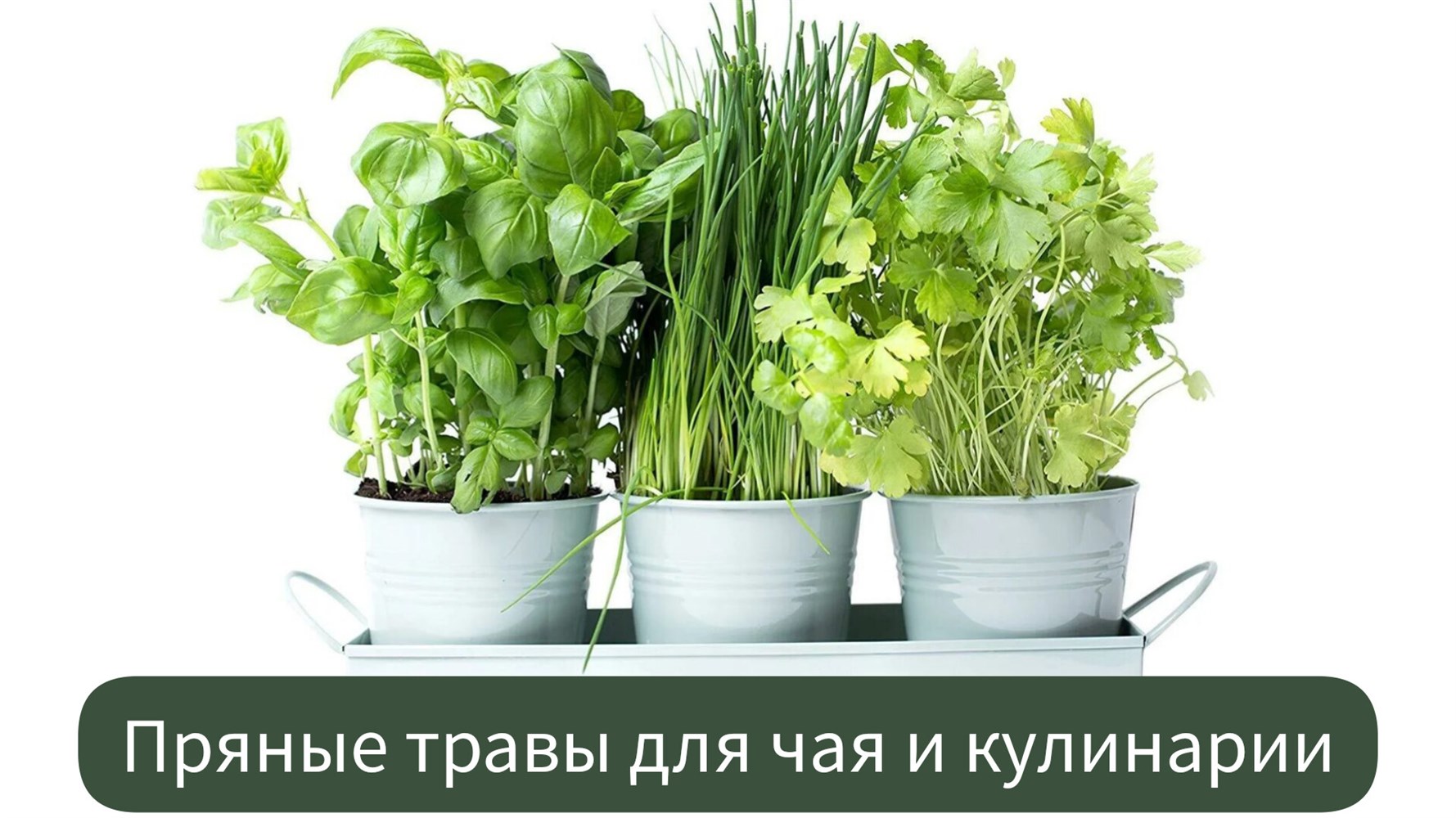 Рассада цветов и овощных культур ТХ Закировых